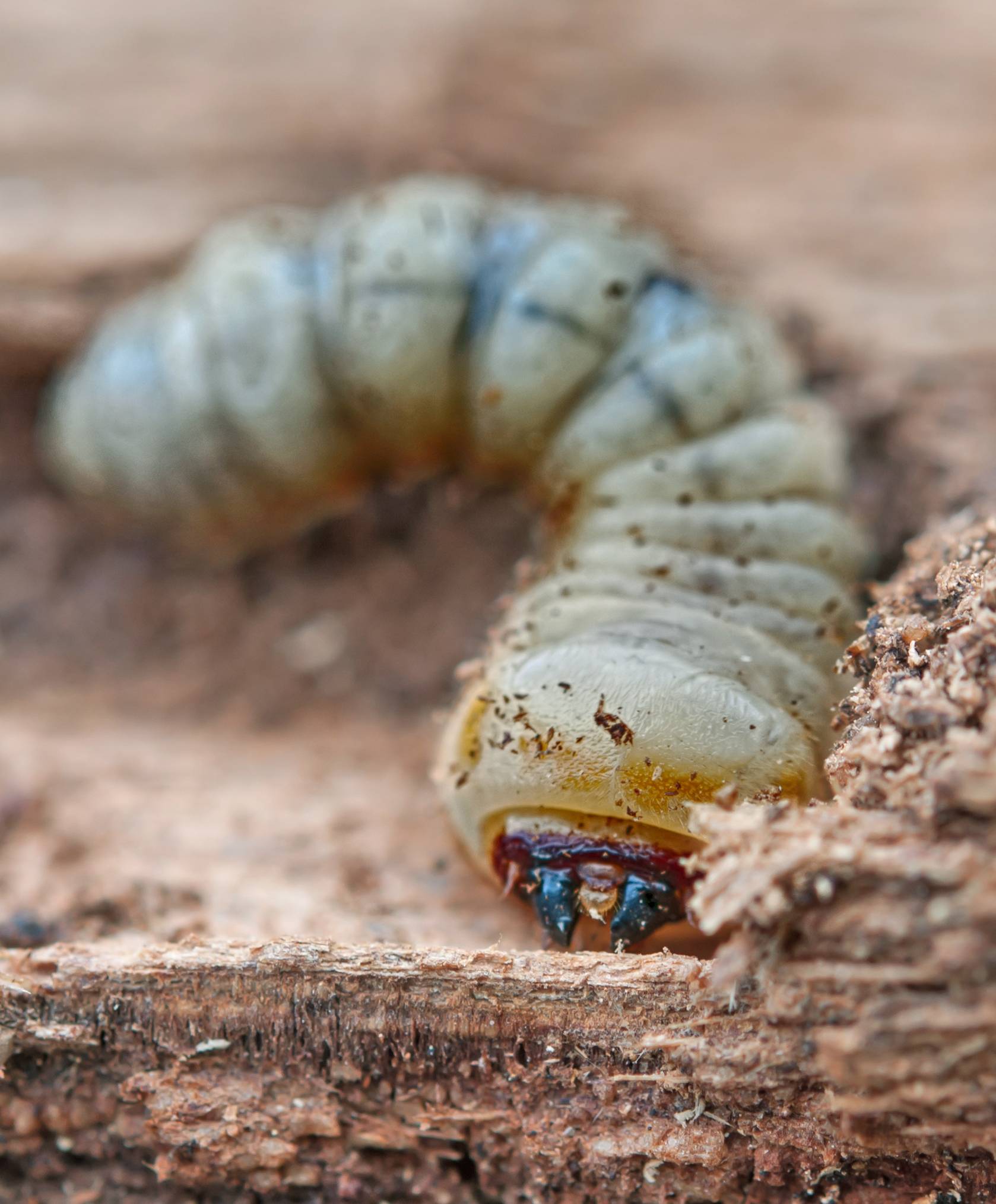 Σαράκι - Adrakoil